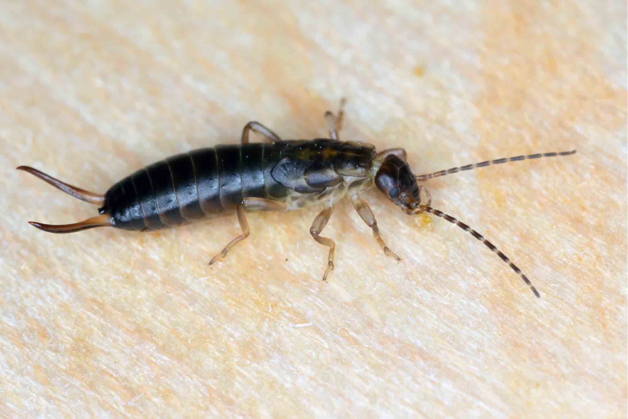 earwig bite