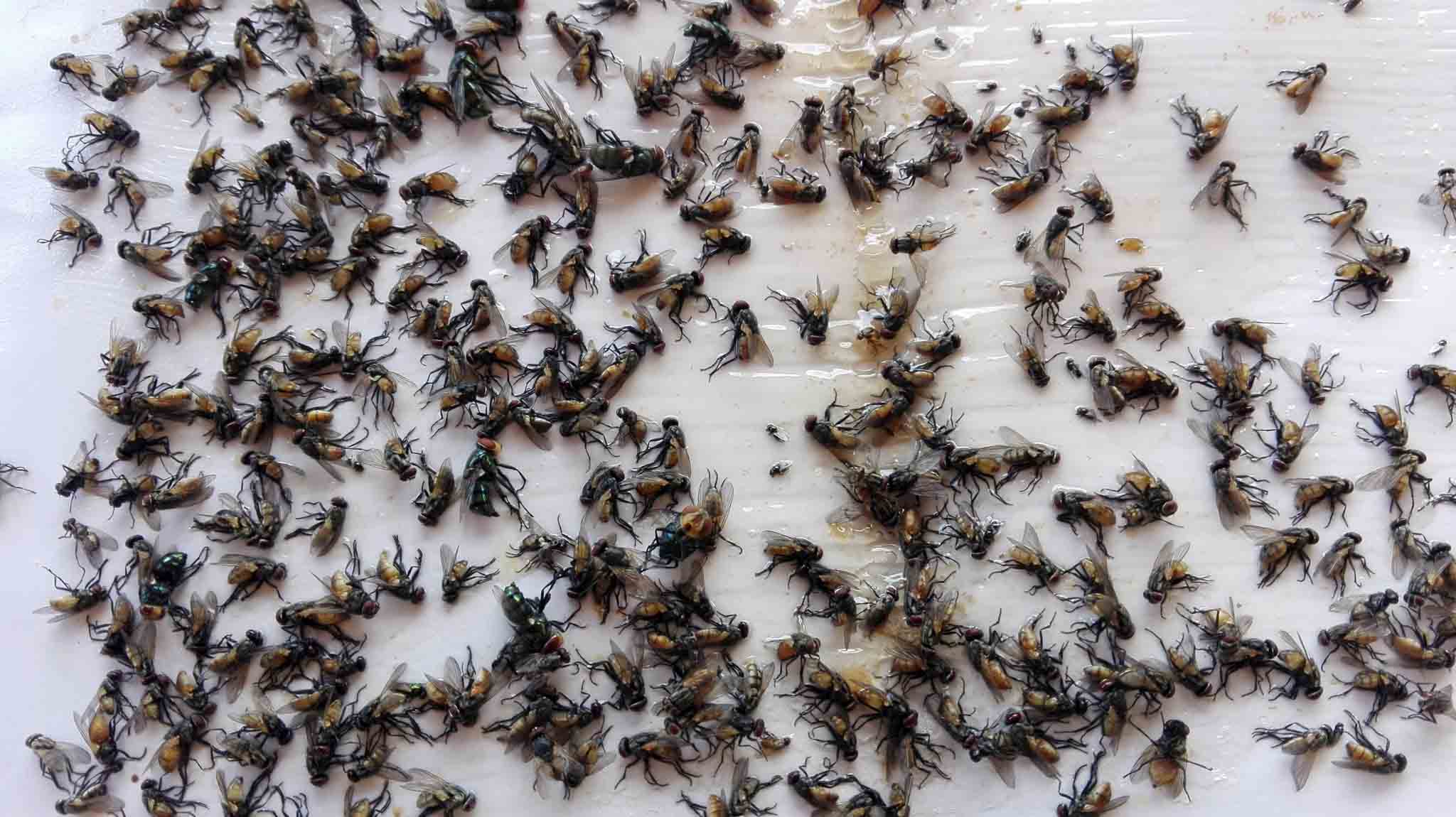 Pest Control for Flies in Philadelphia, PA. Rest Easy