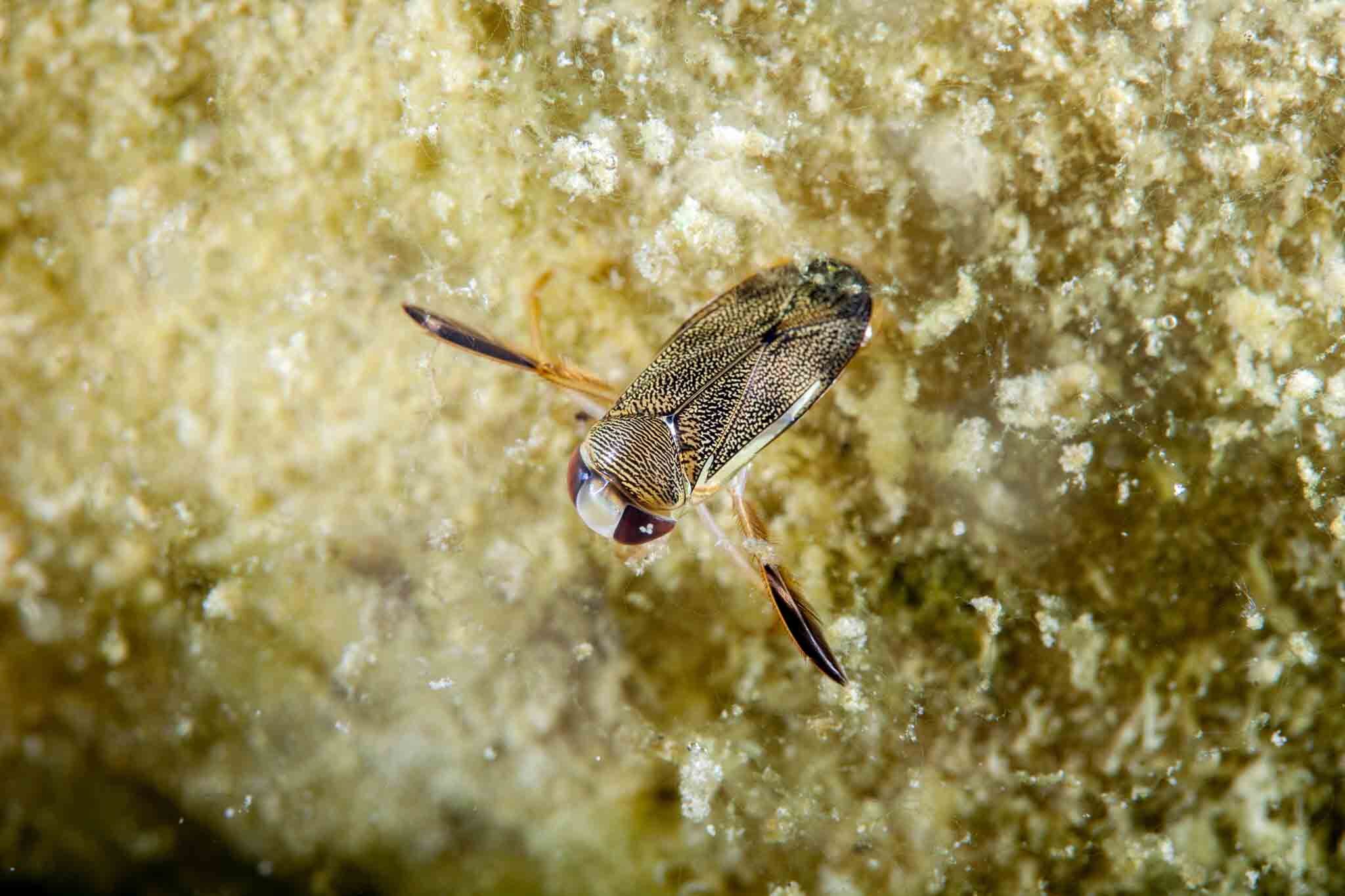 exterminate water bugs